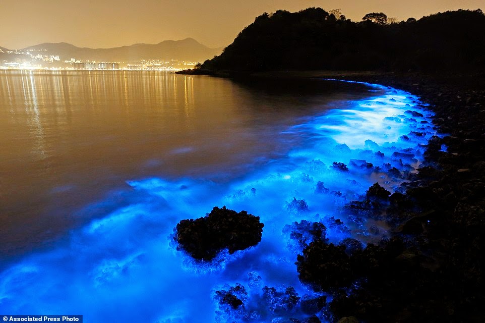 Animales curiosos por el mundo: Noctiluca scintillans