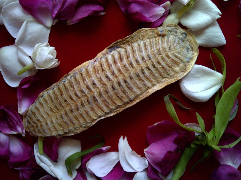 MEDIA PELET IKAN TEMPEL ~ Jimat Azimat | Batu Mustika Geliga | Keris ...