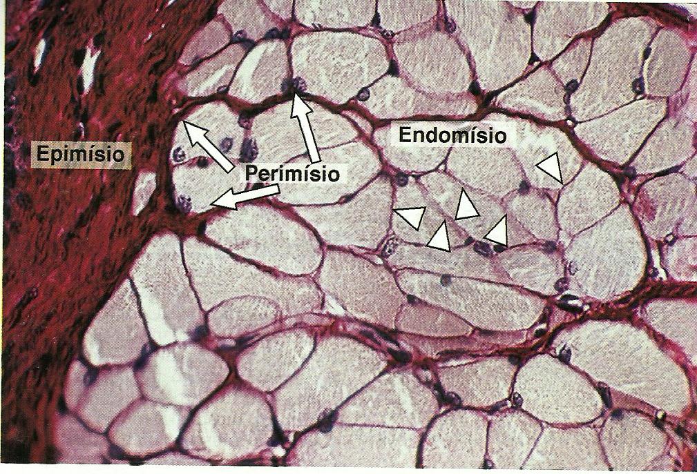 Endomísio Perimísio E Epimísio - RETOEDU