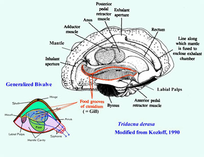 Diving Corner: GIANT CLAM (Tridacna gigas)