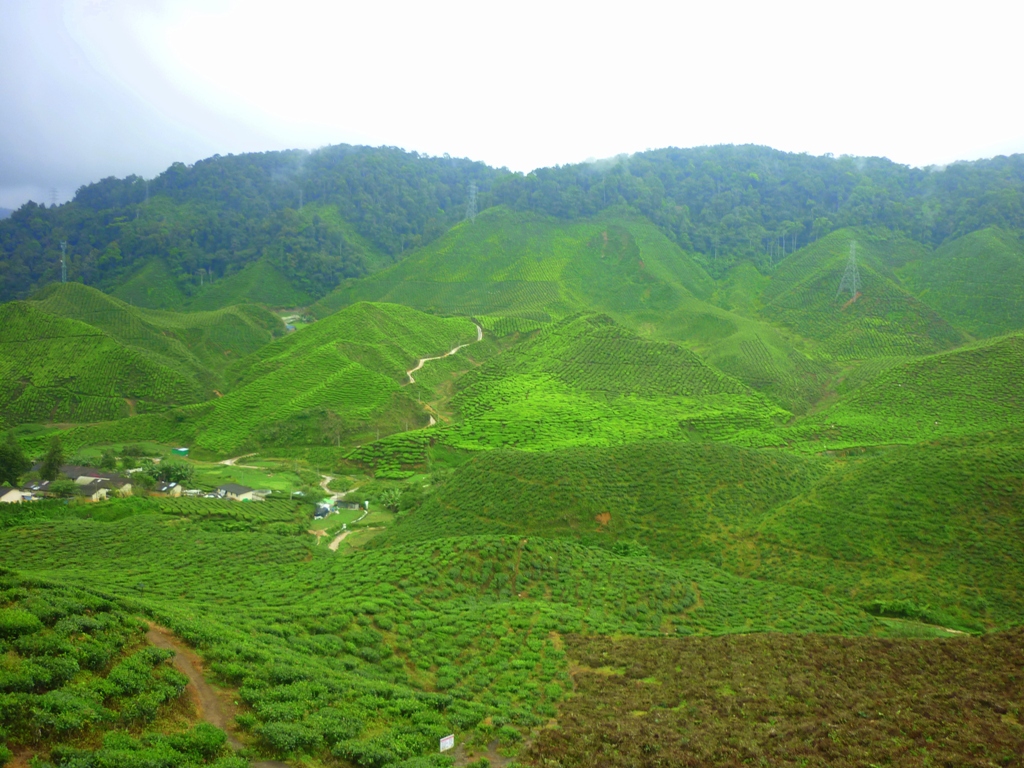 So Full of Myself: Cameron Highlands - Cameron Valley
