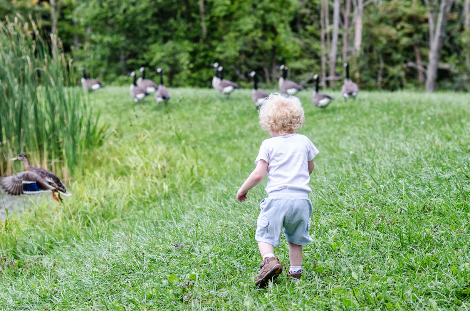 Picturing the Ordinary: Hop Frog Pond