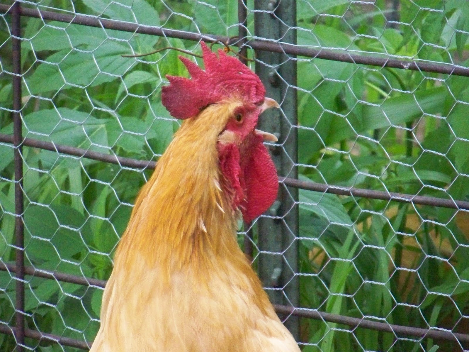 Hickery Holler Farm: Rooster Spurs