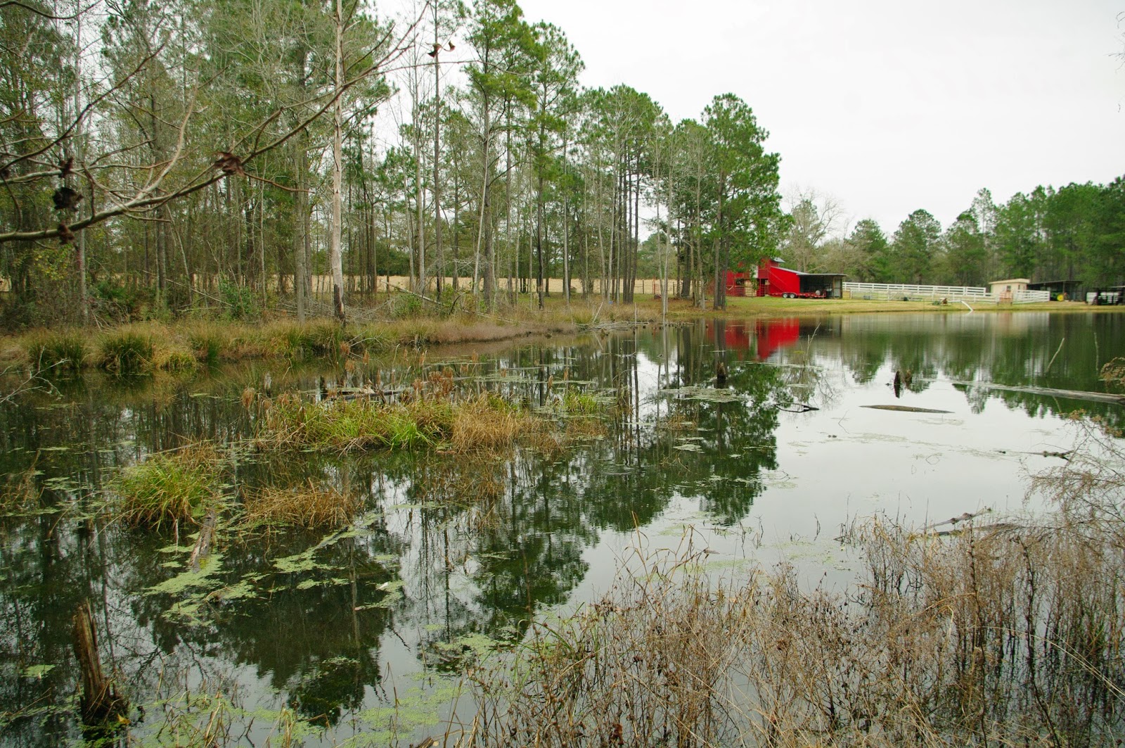 Kingston Rovers: Back in Mississippi