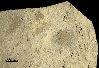 FOLKLORE DE LOS FÓSILES IBÉRICOS: El registro fósil ibérico y el ...