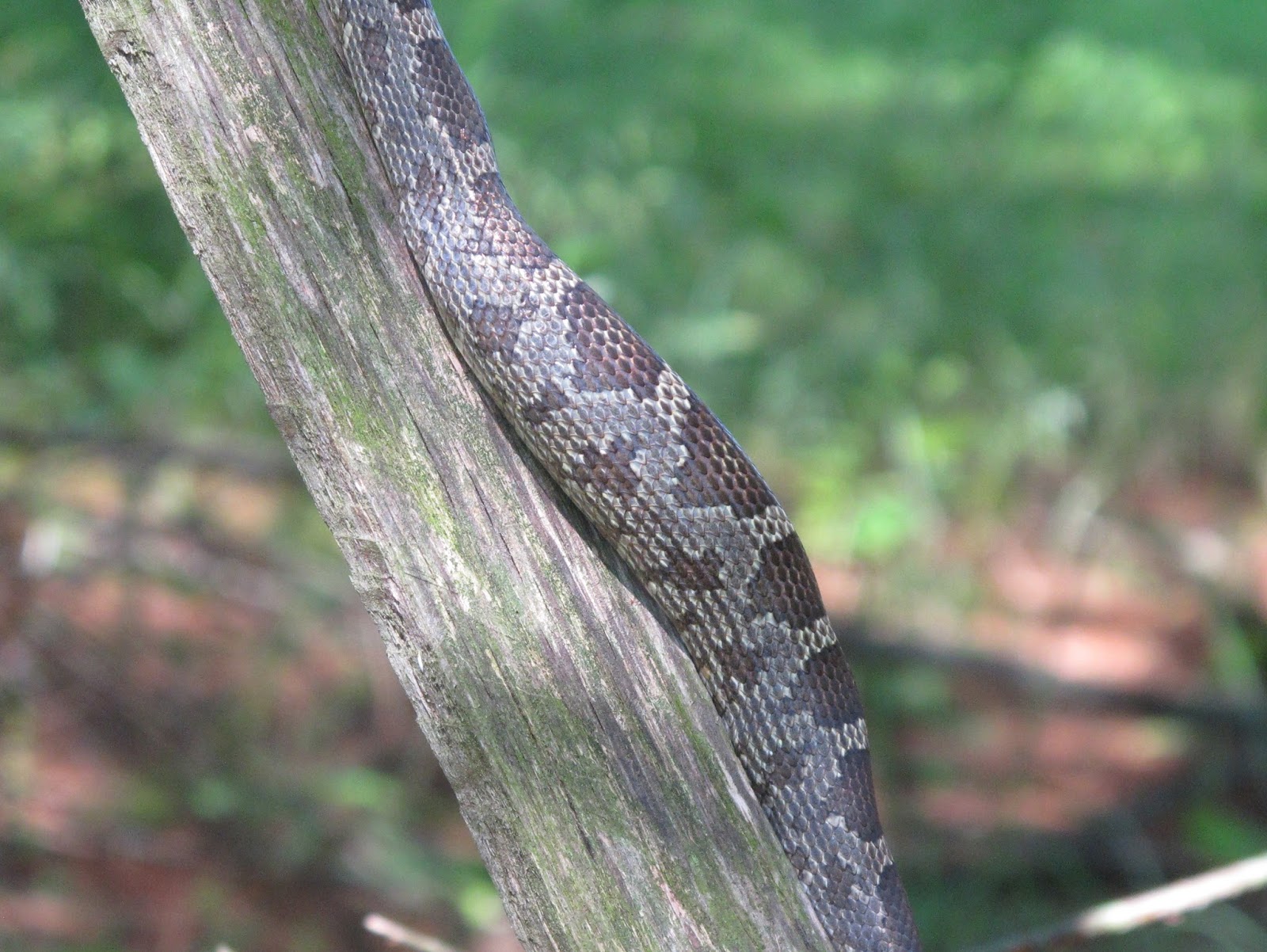 Blue Jay Barrens: Young Black Rat Snake