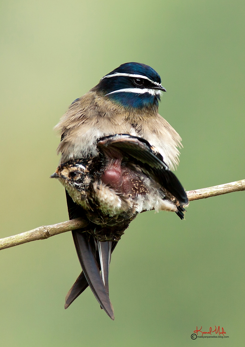 SOUTH EAST ASIA BIRDS - Malaysia birds paradise: Whiskered Treeswift ...