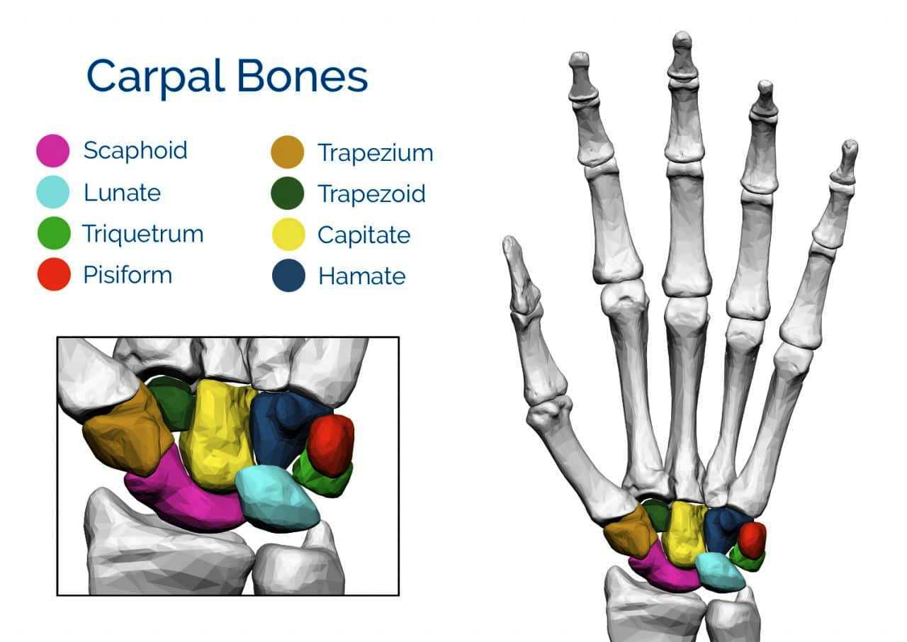 Carpal bones - Medically