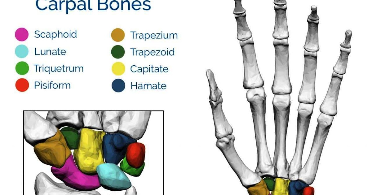 Carpal bones - Medically