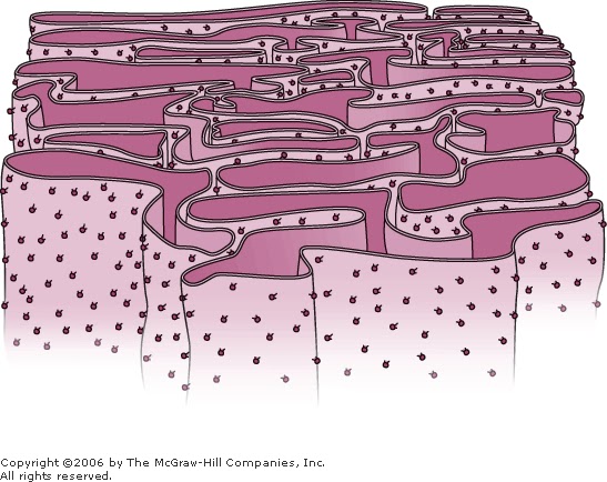 Rough Endoplasmic Reticulum Without Label