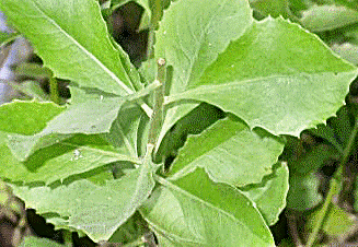 16 Khasiat Daun Beluntas Bagi Kesehatan Dan Kecantikan | Khasiat