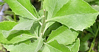 16 Khasiat Daun Beluntas Bagi Kesehatan Dan Kecantikan | Khasiat