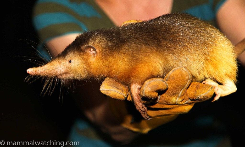 Palaeos, la historia de la Vida en la Tierra: septiembre 2017