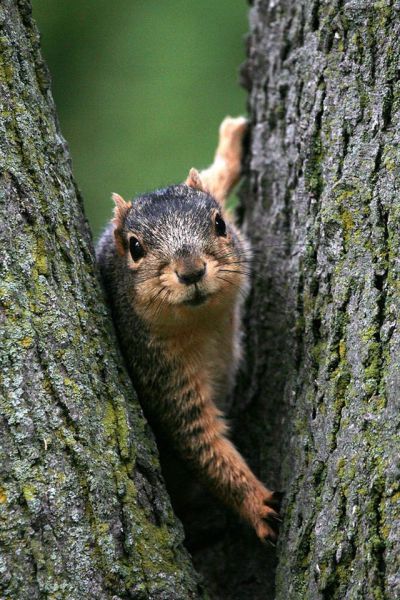 Funny animals of the week (27 pics) | Amazing Creatures