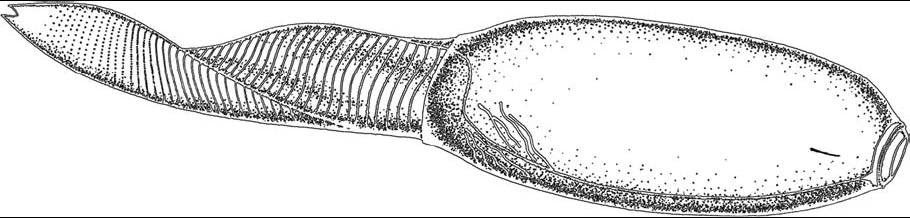 Life Before the Dinosaurs: Banffia.