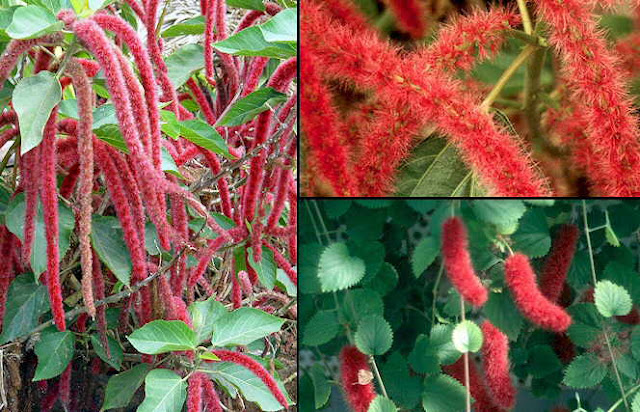 ARTE Y JARDINERÍA : Acalifa – Acalypha. Familia Euforbiáceas