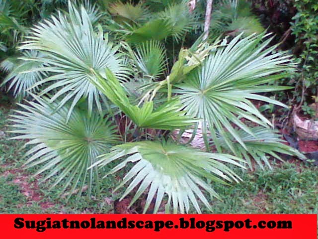 Pohon palem sadeng | Palm sadeng kebo | Jual pohon sadeng murah ...