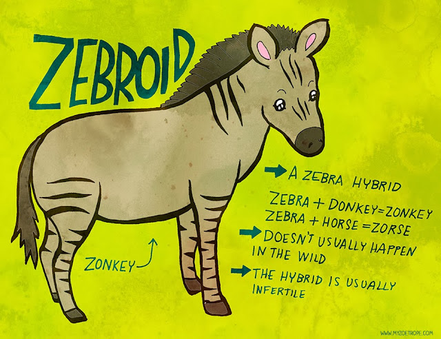 My Zoetrope: 363: Zebroid