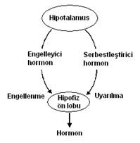 Hormonal Denetim: Hormonların Kimyasal Yapıları