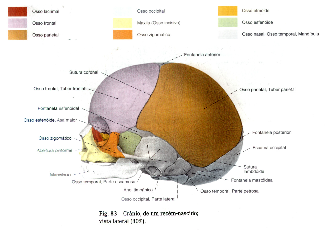 Vida em Odonto: Cabeça óssea