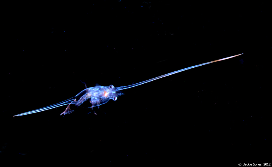 The Natural History of Bodega Head: An exceptional spine