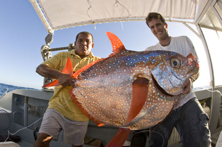 Mergulhando em Salvador...Just add water...: Conheça o peixe-sol!