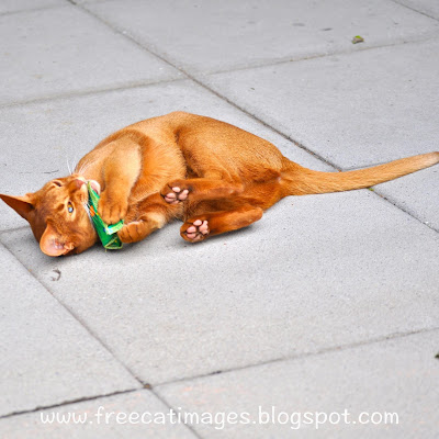 Free digital cat cut out png - cat rolling on her back - freebie - Cat ...