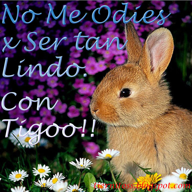 Imagenes de conejitos tiernos enamorados - Imagui