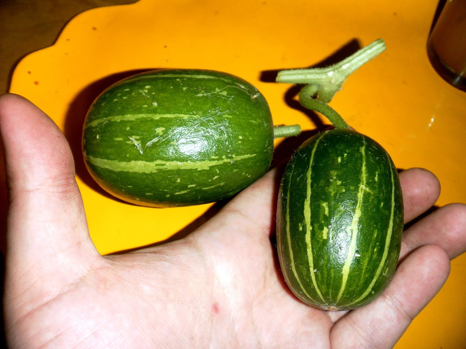 Scirpidiella's Plants: Wild squash species (Cucurbita sp. div.)