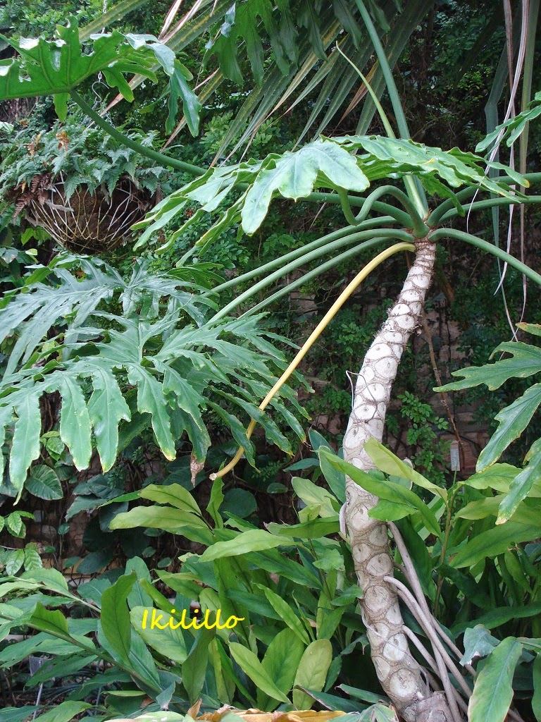 Philodendron bipinnatifidum ~ PLANTUKIS