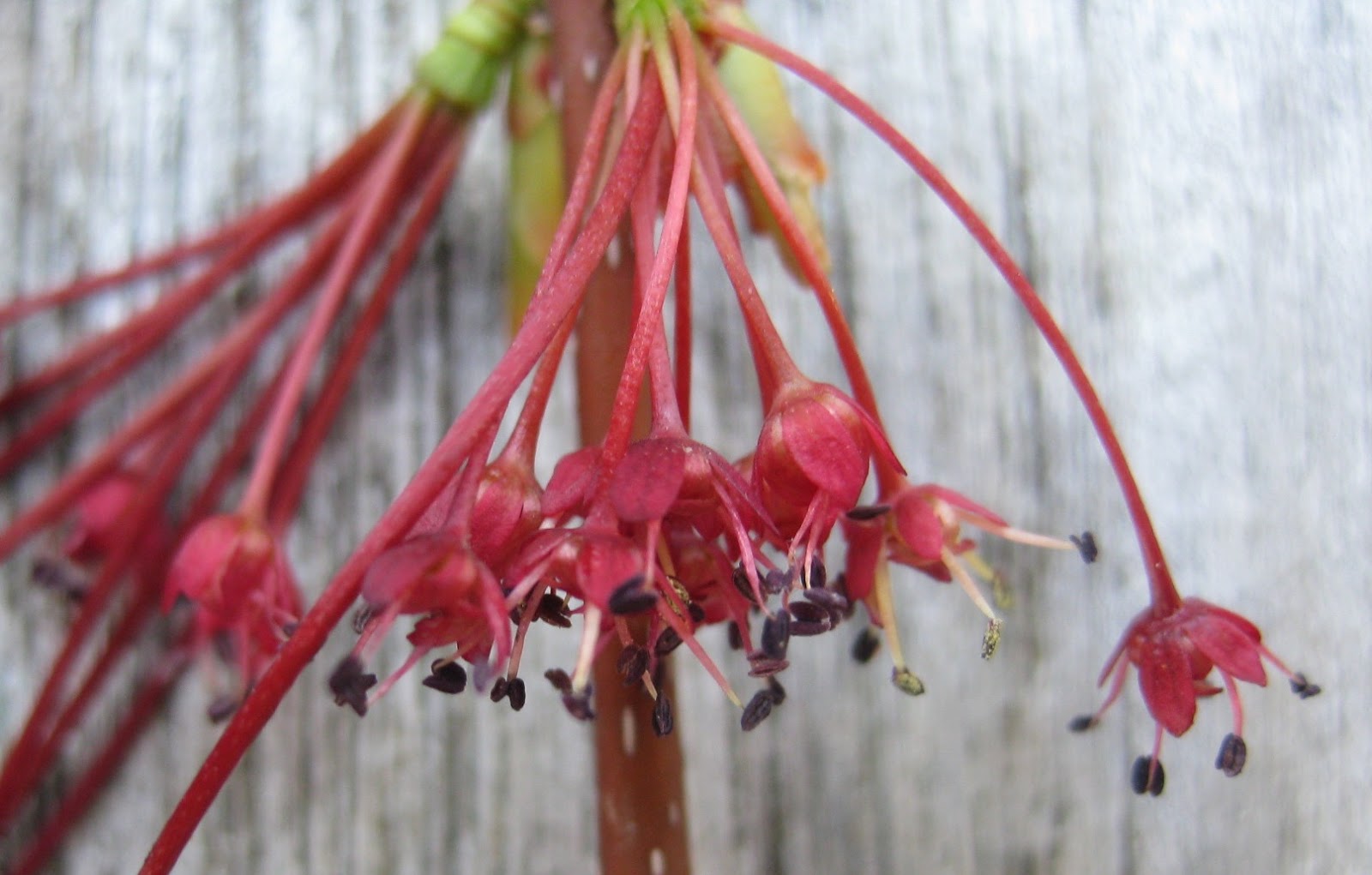Trees of Santa Cruz County: Acer rubrum - Red Maple