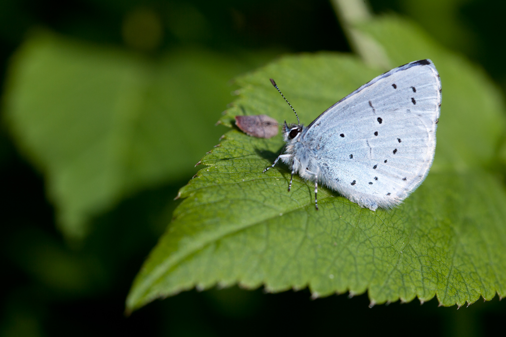 phils photographic adventures: Whixal Moss bug hunt May 7th