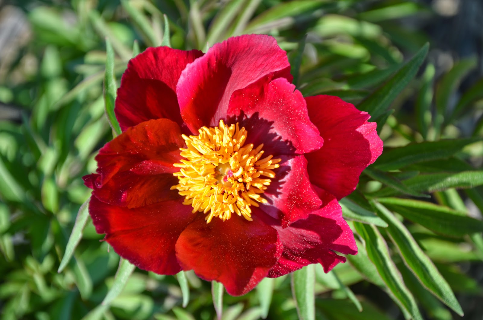 Southern Peony: 2014 First Spring Peony Bloom - Peony 'Early Sout'