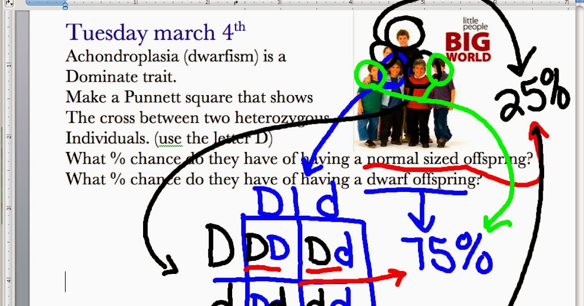Achondroplasia Dwarfism Punnett Square