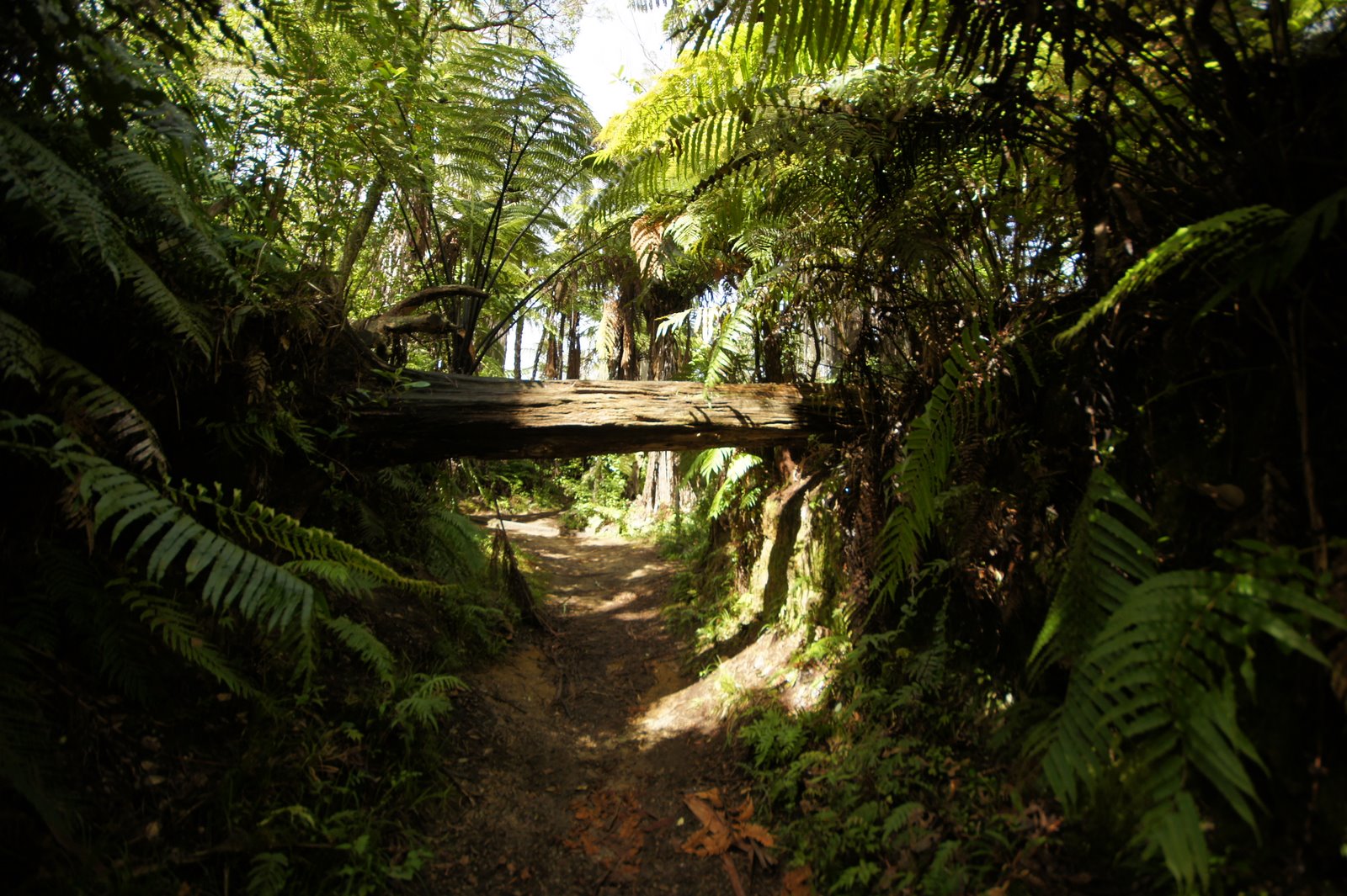 Magi and Sam: Rotorua - the Redwoods Whakarewarewa Forest