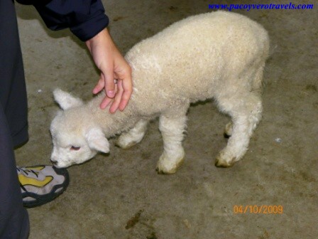 Borreguitos bebés - Imagui