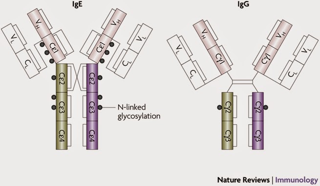 IgE in allergy and asthma today ~ Biochemistry and Molecular Biology