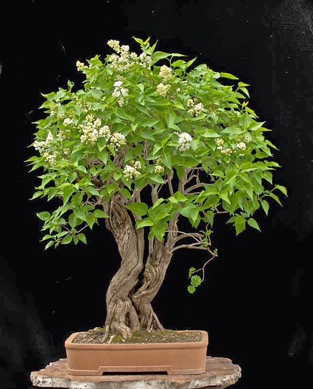 Walter Pall Bonsai Adventures: lilac #3