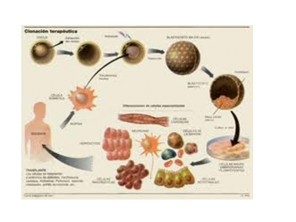 Biología del IES Pedro Gomez: Proceso de desarrollo embrionario de ...