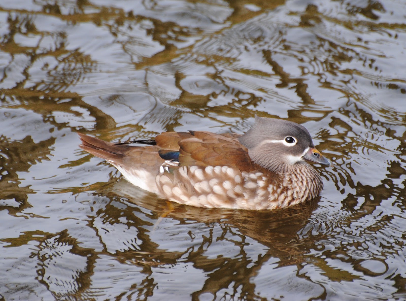 Waarneming van de dag!: februari 2012