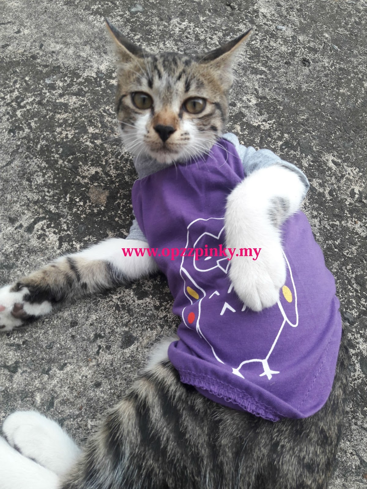 Kucing Comel Pakai Baju