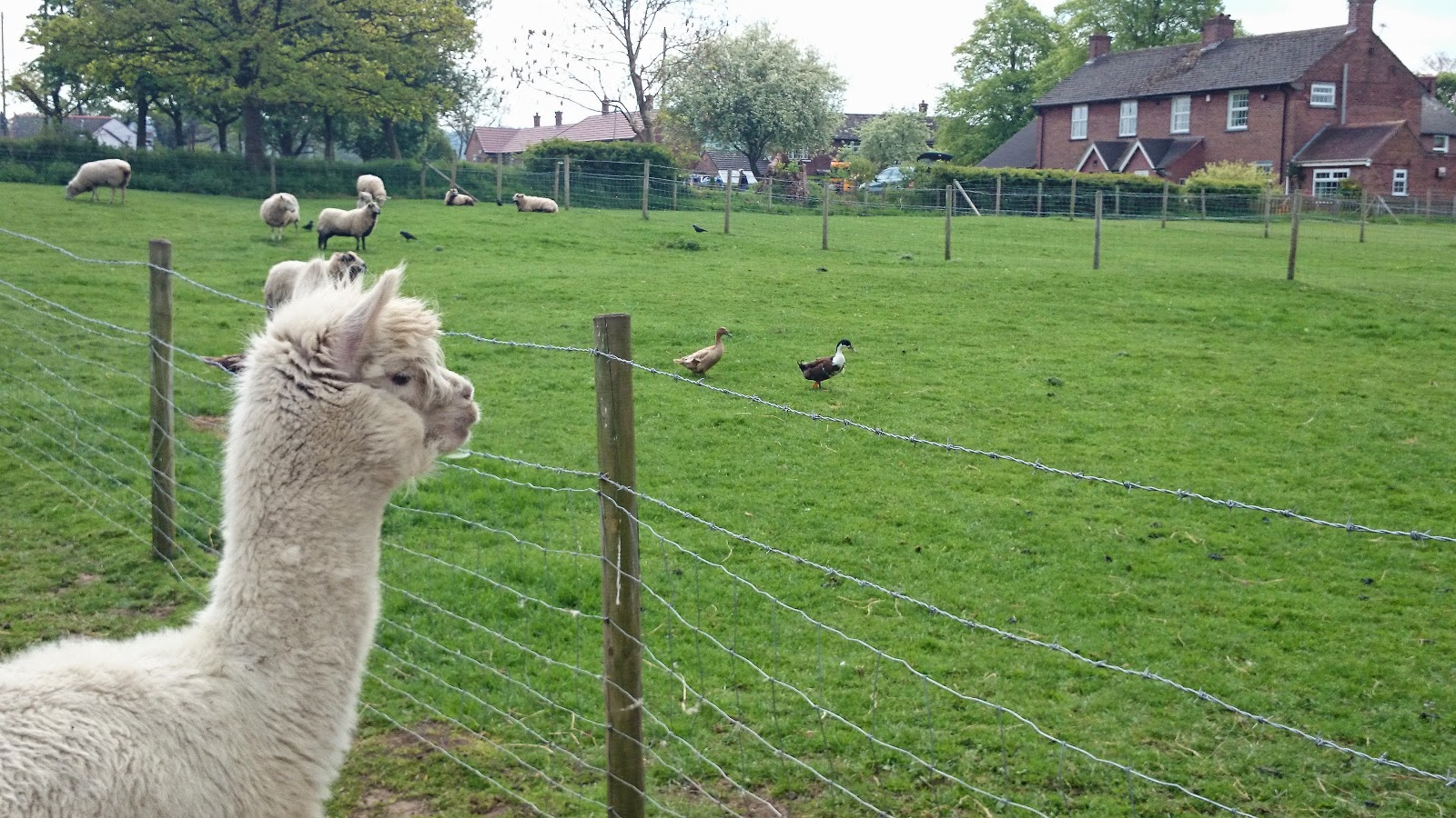 So many Caravan holidays so little money: Our 46th Trip - Glebe Farm ...