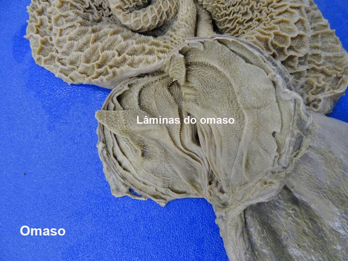 AnatoVet: SISTEMA DIGESTÓRIO - FARINGE, ESÔFAGO E ESTÔMAGO