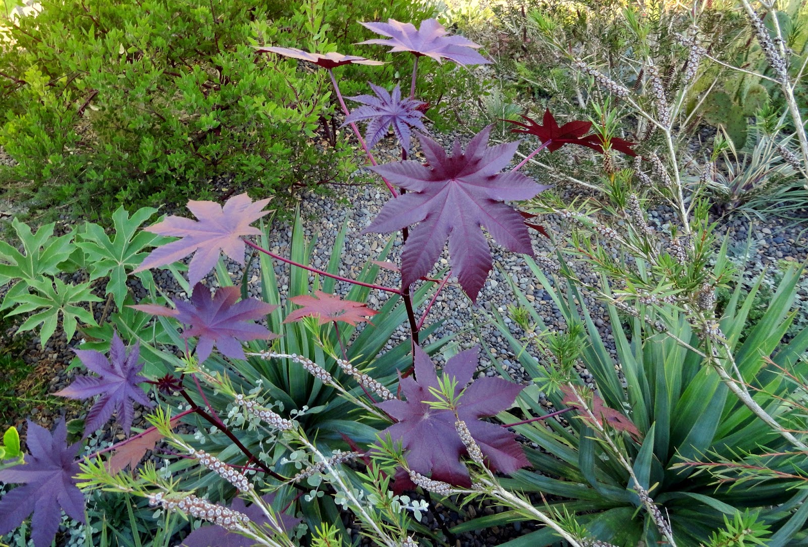 danger garden: The Ricin Report