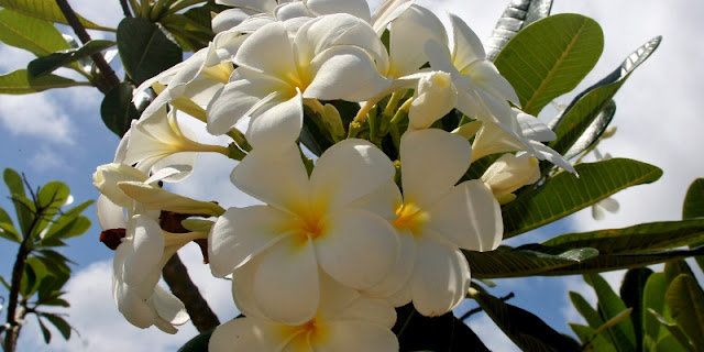 HARGA DAN KOLEKSI BUNGA KAMBOJA