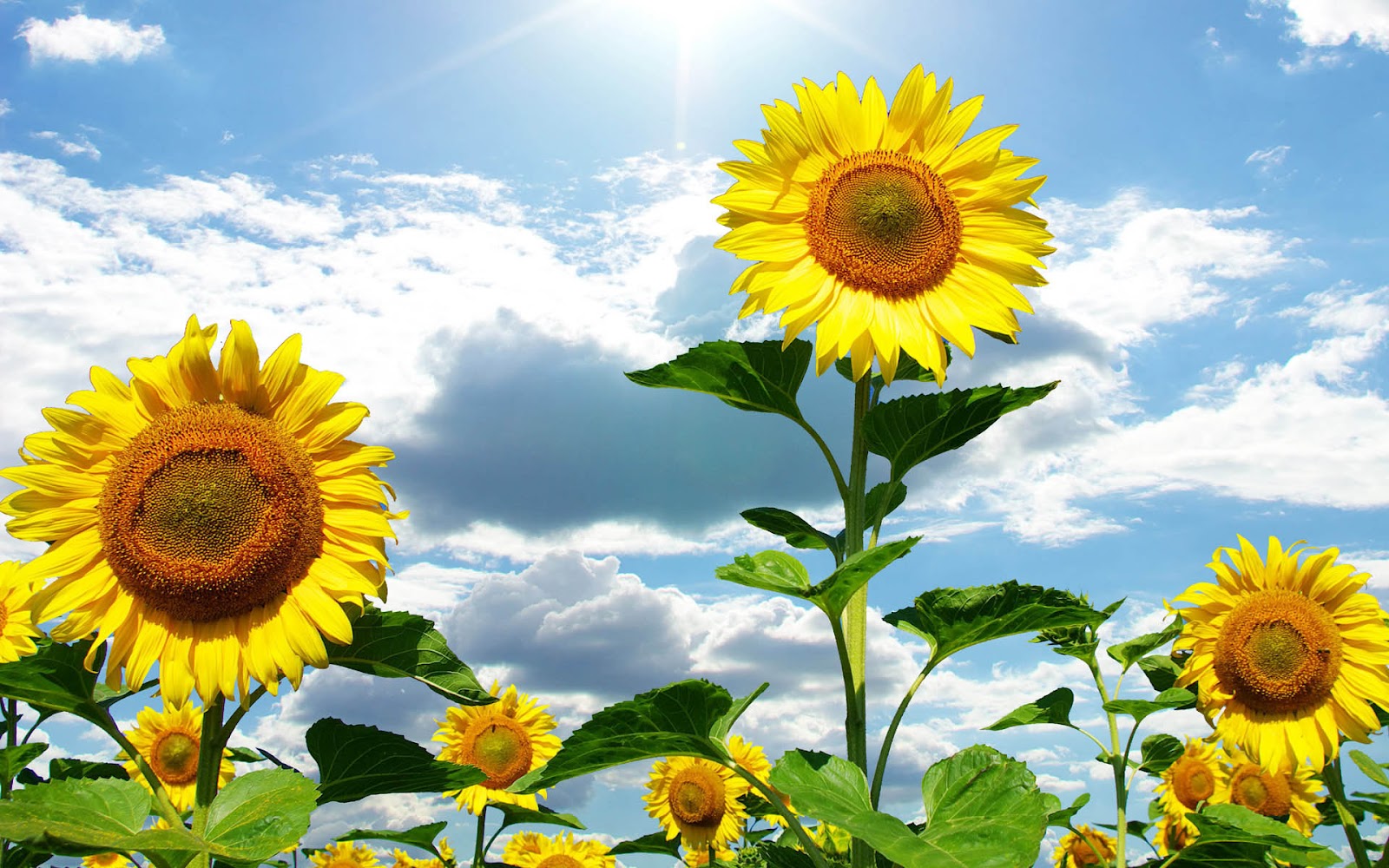 10 Excellent spring sunflower desktop wallpaper You Can Download It ...