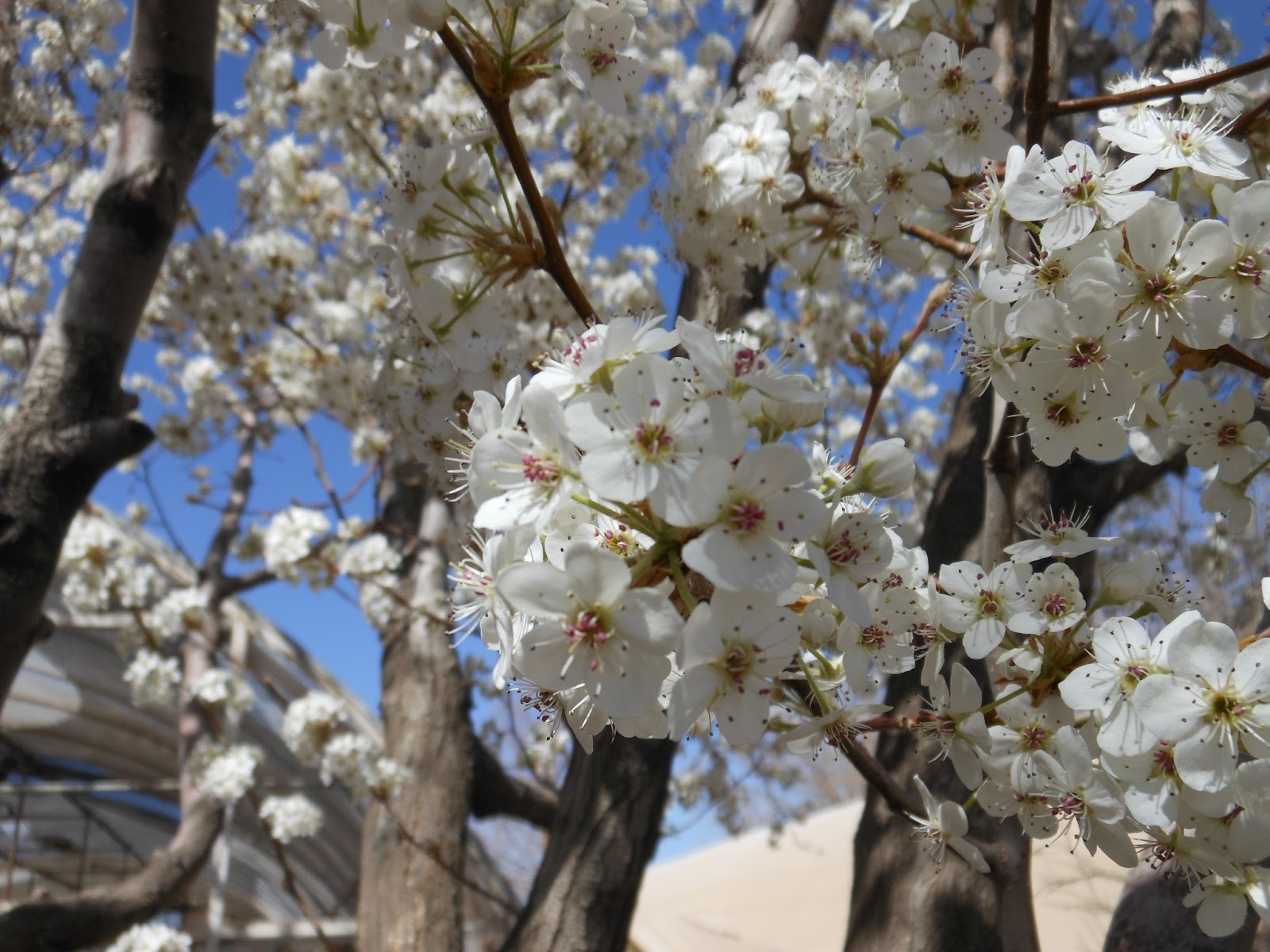 The Flowering Pears Are Blooming Now?