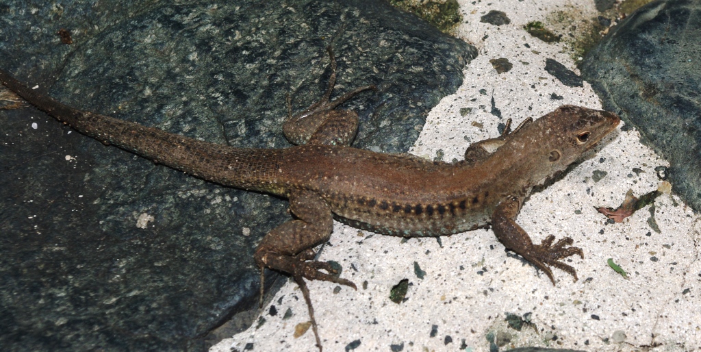 The BVIs: Basset's View of the Islands: Amalgam of Animals