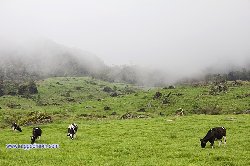 Menyusukan anak lembu di Desa Dairy Farm