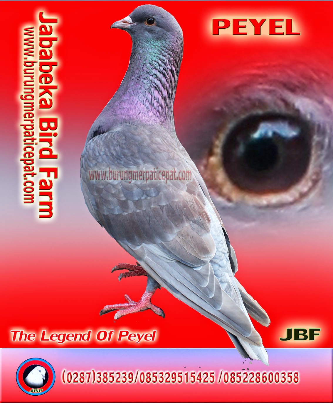 (0287) 382807 / 085228600358 / 085329515425 Burung Merpati Juara ...